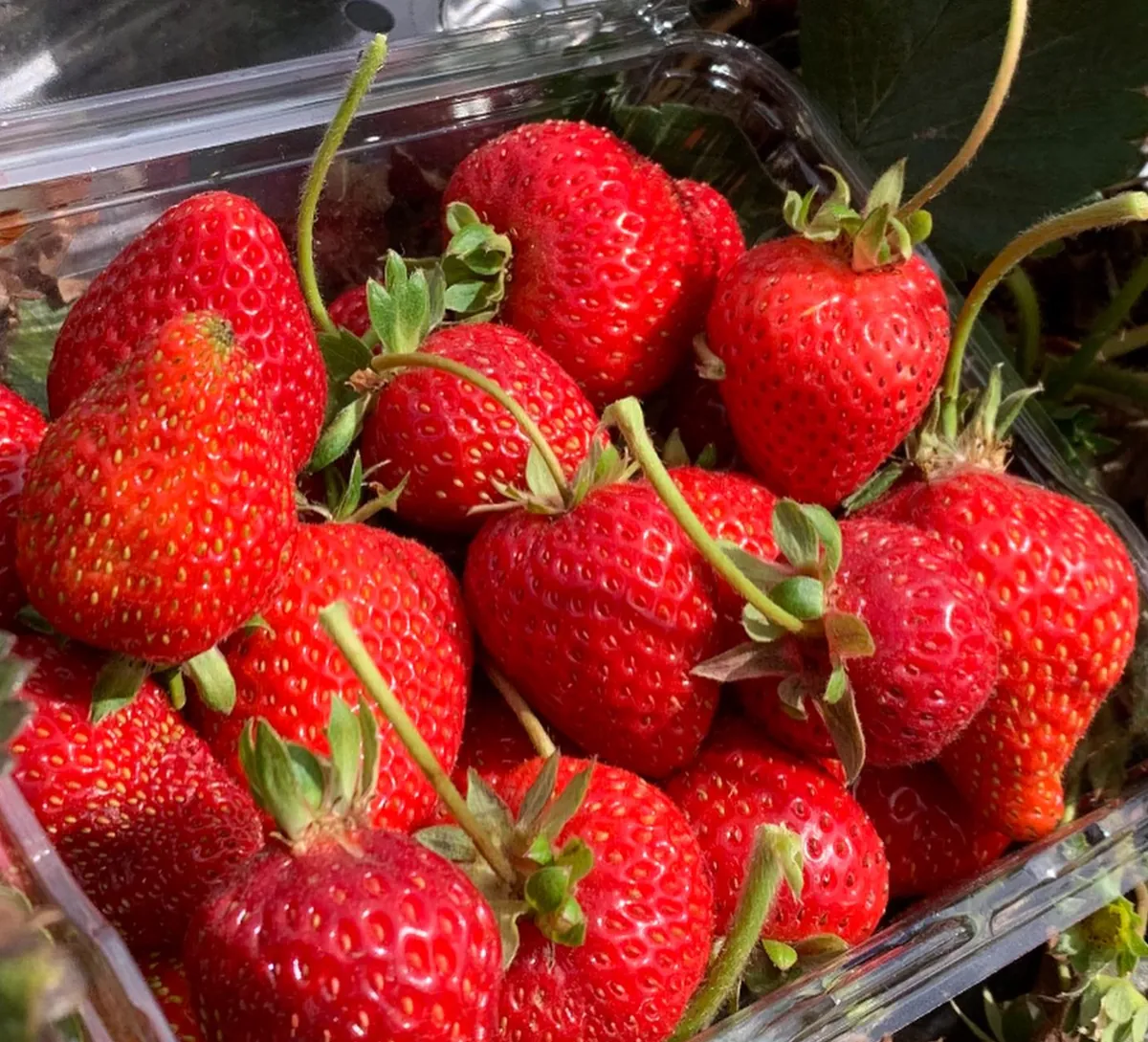 Berry Picking Great Ocean Road Guide